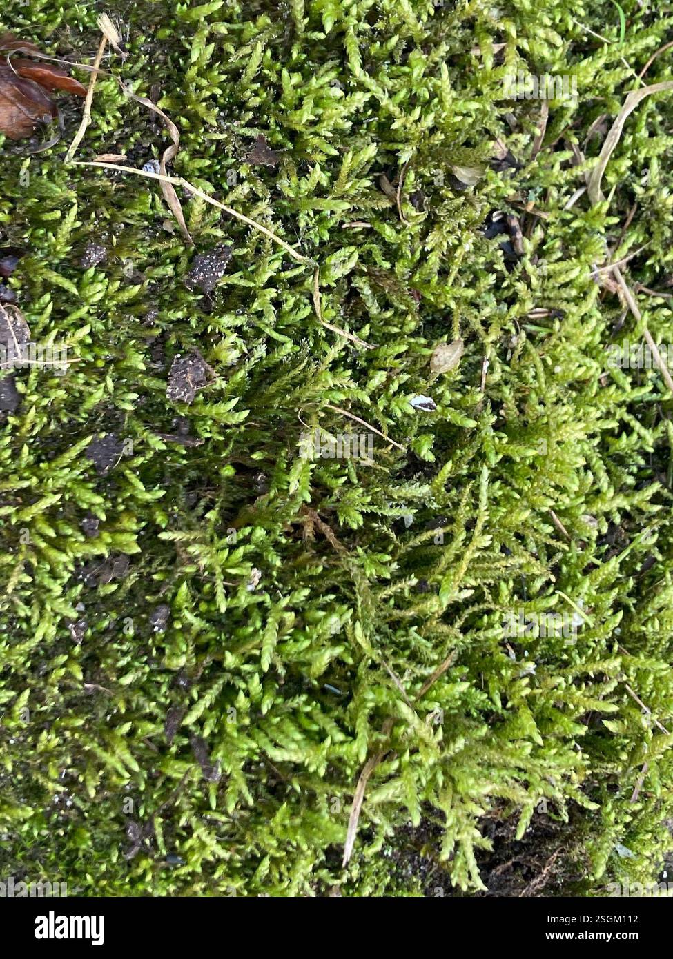 Waterside Feather Moss (Brachythecium rivulare), Plantae, River Thames ...