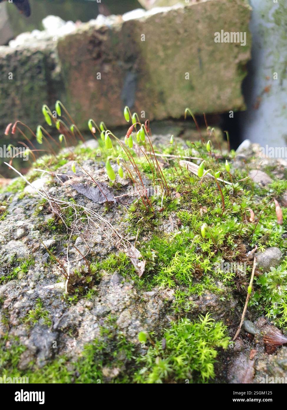 Capillary Thread-moss (Ptychostomum capillare), Plantae, Edinburgh Road ...