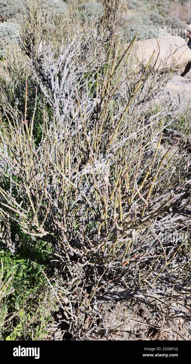 California Jointfir (Ephedra californica), Plantae, Riverside County ...