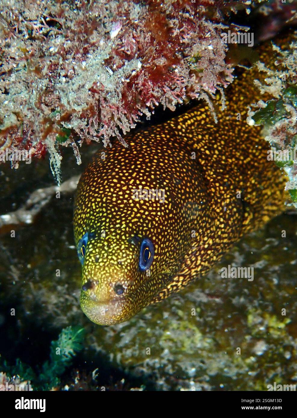 Goldentail Moray (Gymnothorax miliaris), Actinopterygii, Baía da ...