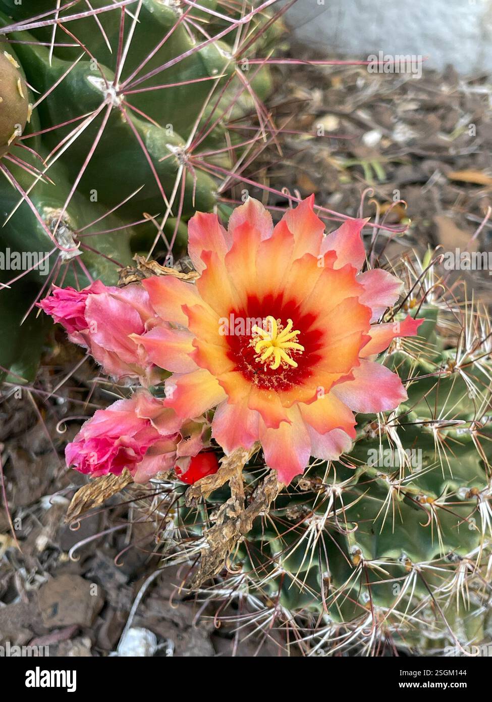 Miniature Barrel Cactus (Hamatocactus setispinus), Plantae, Del Rio ...
