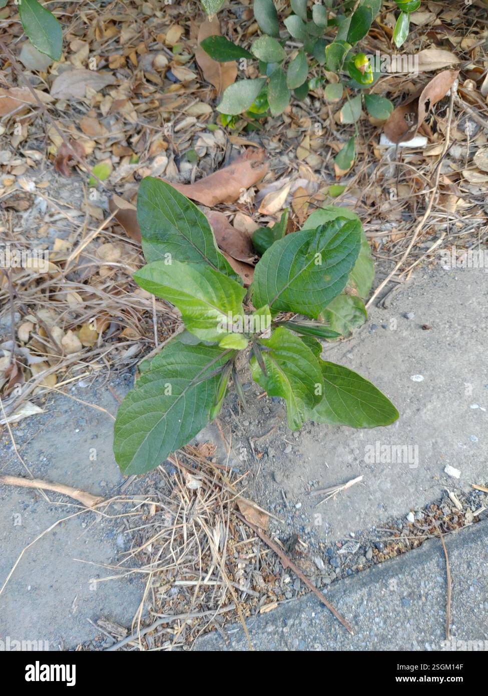 popping pod (Ruellia tuberosa), Plantae, 830, Taiwan, 高雄市鳳山區和興里 Stock ...
