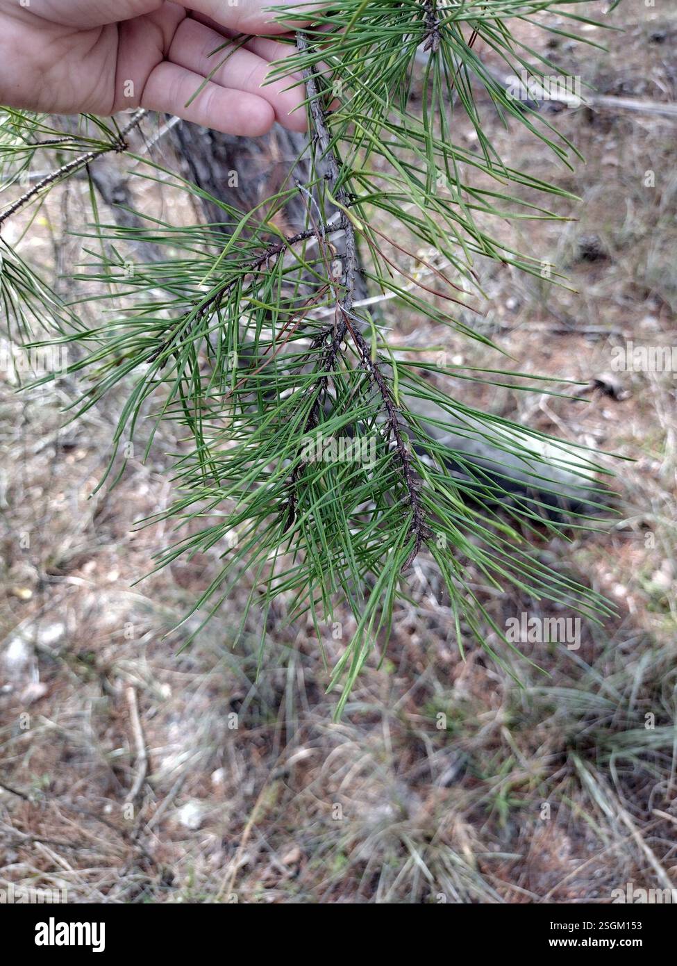 sand pine (Pinus clausa), Plantae, Flagler County, US-FL, US Stock ...