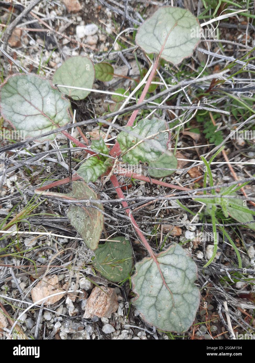 Desert Trumpet (Eriogonum inflatum), Plantae, Hellhole Canyon Trail ...