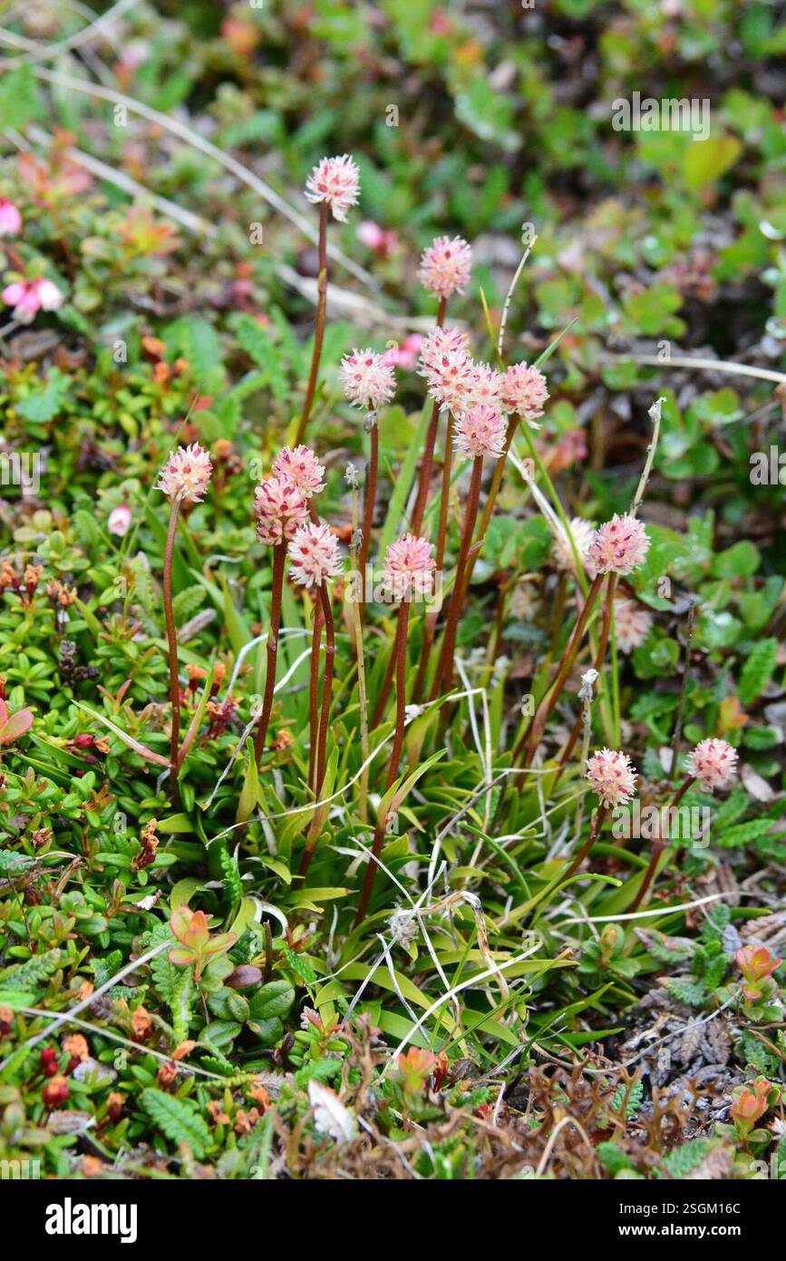Purple Featherling (Tofieldia coccinea), Plantae, Чукотский автономный ...