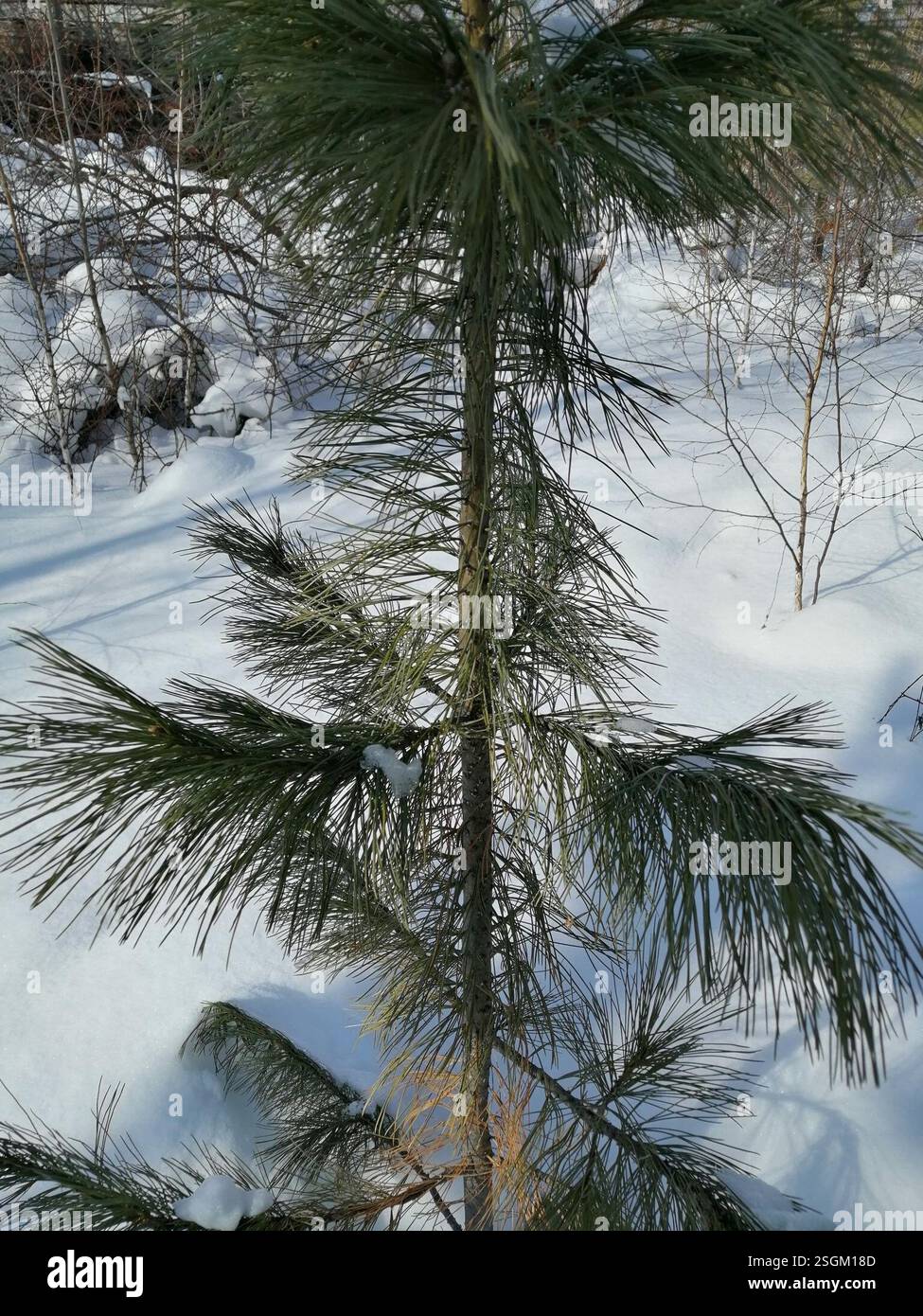 Siberian pine (Pinus sibirica), Plantae, Октябрьский, Иркутская обл ...