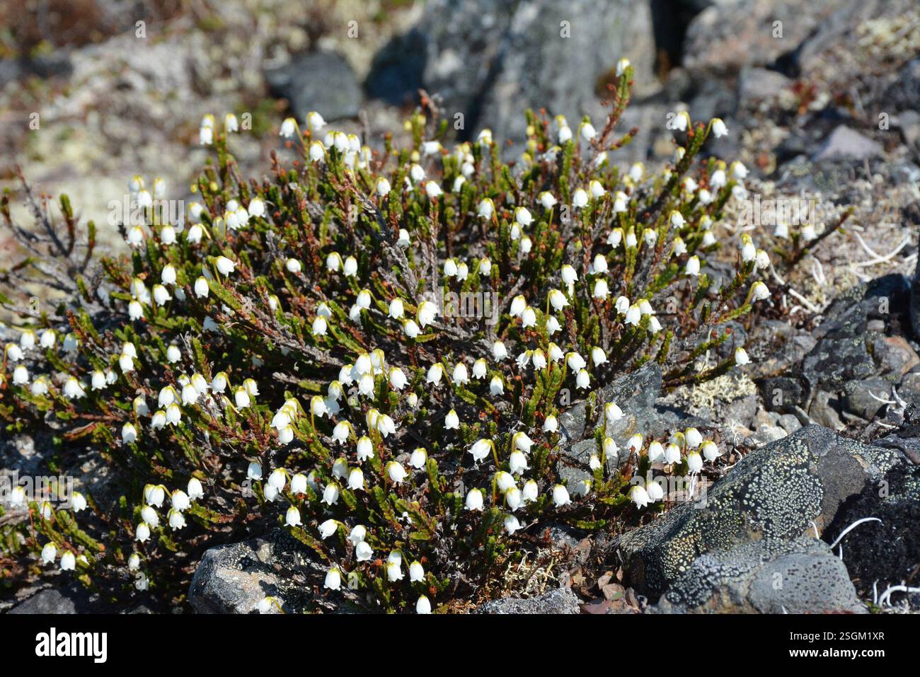 Arctic bell-heather (Cassiope tetragona), Plantae, Чукотский автономный ...