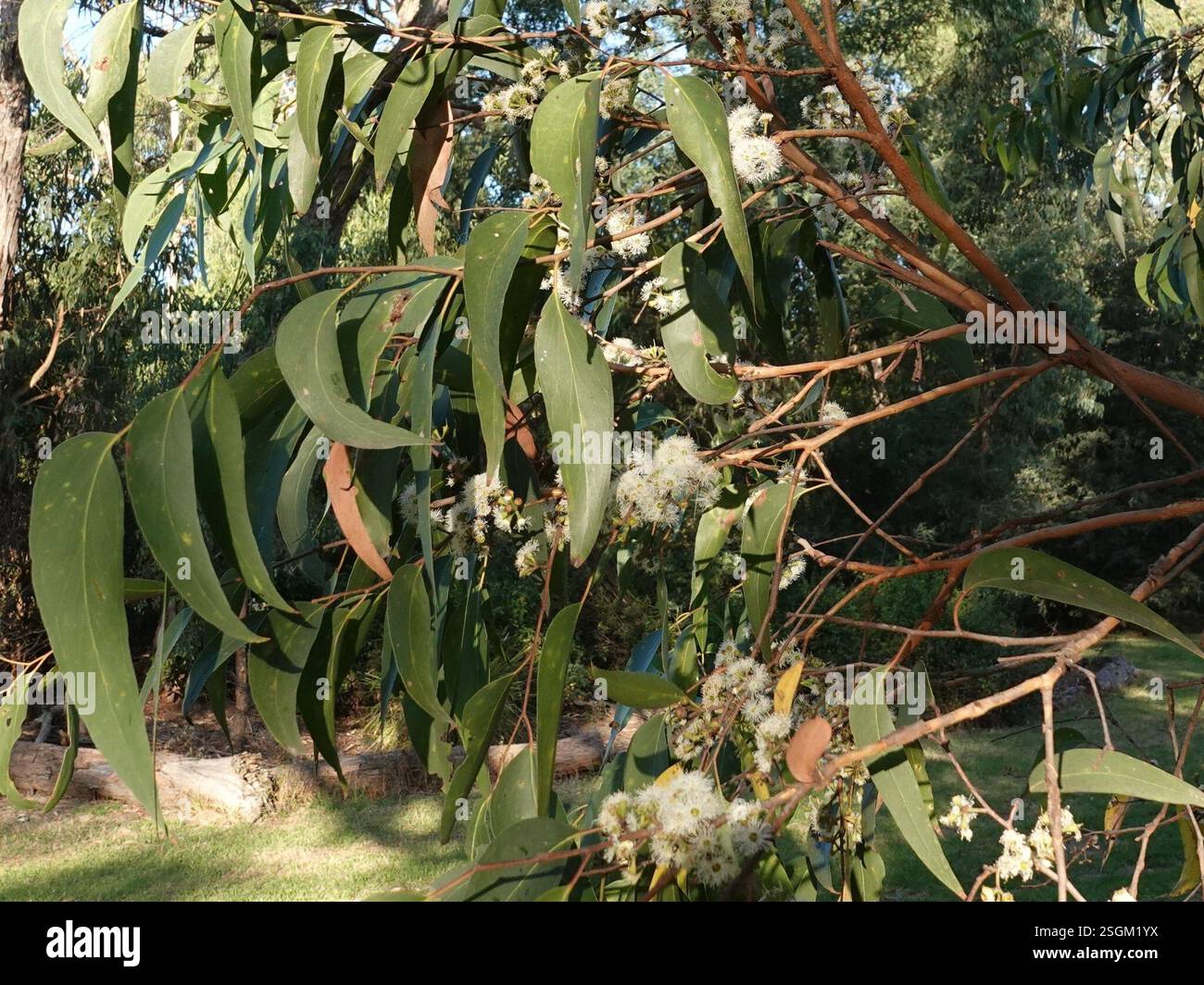 Brown-top Stringybark (Eucalyptus obliqua), Plantae, Heathmont VIC 3135 ...