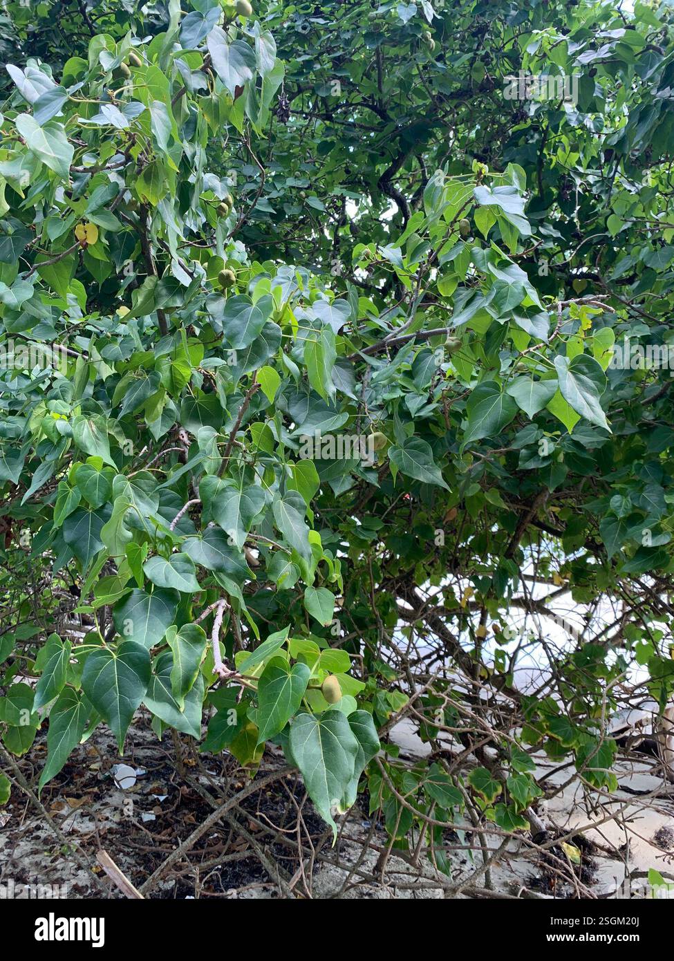 Portia tree (Thespesia populnea), Plantae, Cayo Levantado, Santa ...