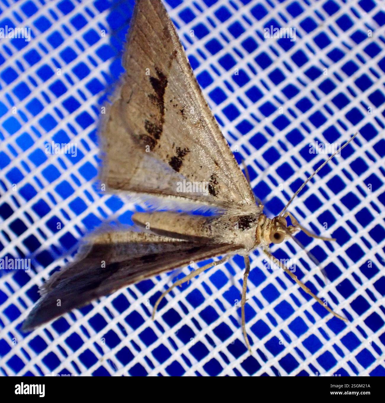 Angle Moths and Allies (Macariini), Insecta, Santo Antão, Cape Verde ...
