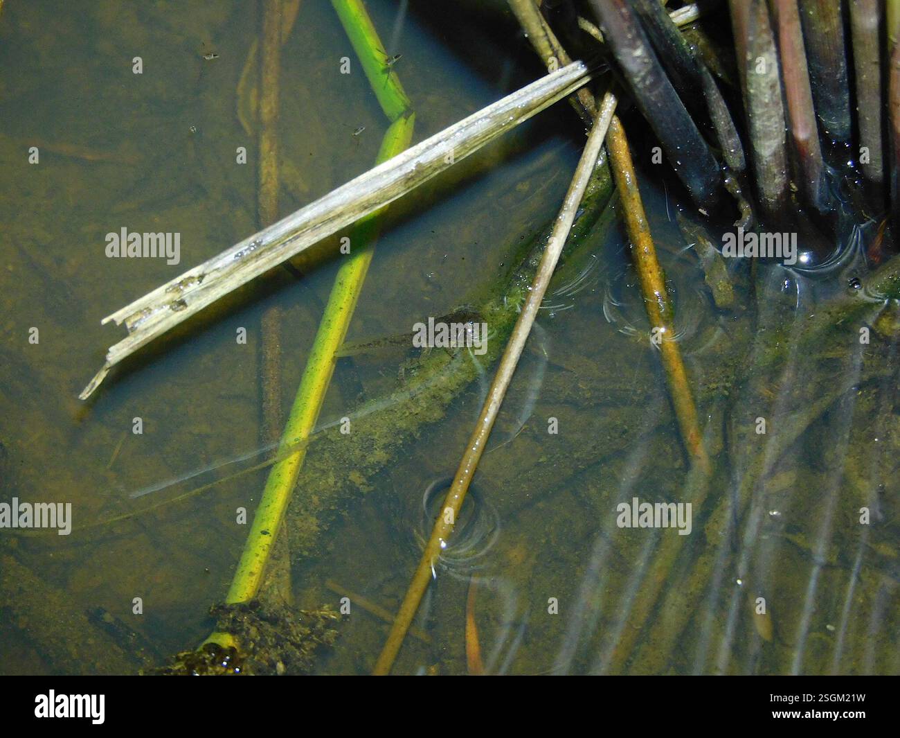 Common Eastern Froglet (Crinia signifera), Amphibia, Hobart TAS ...
