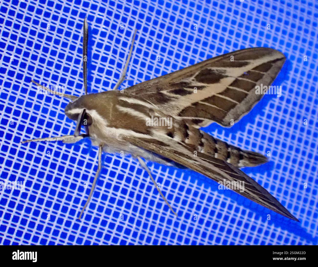 Striped Hawkmoth (Hyles livornica), Insecta, São Vicente, Cape Verde ...