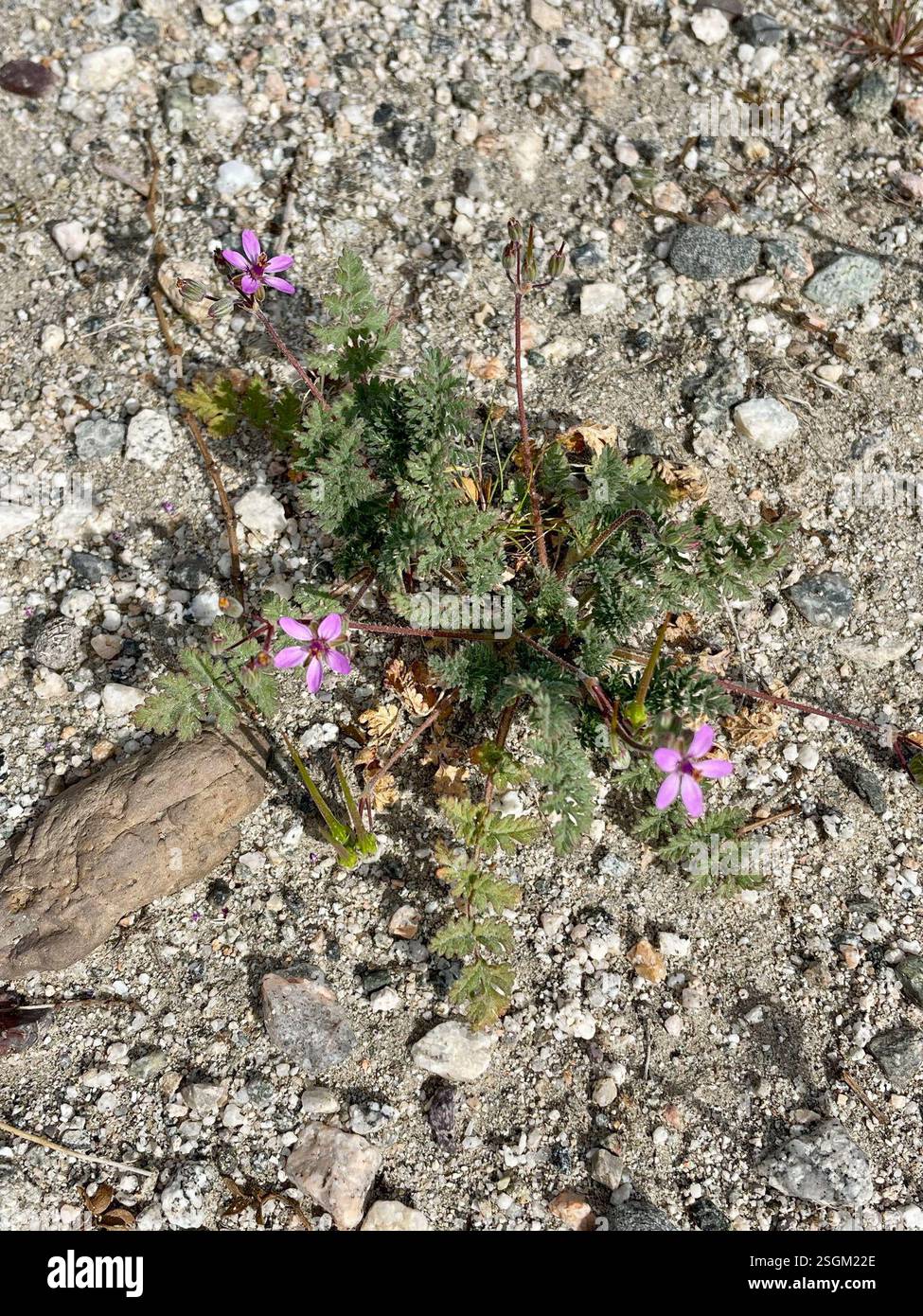 Redstem Stork's-bill (Erodium cicutarium), Plantae, Palm Springs, CA ...