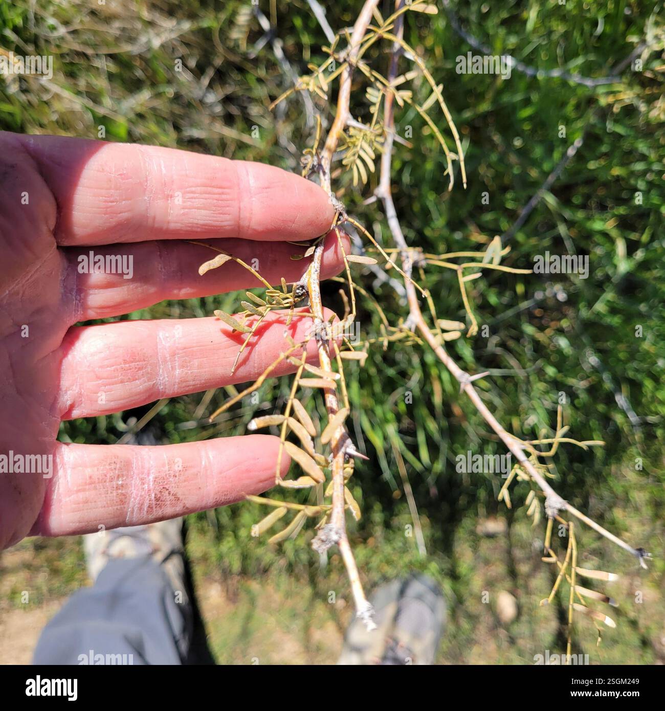 mesquites (Neltuma), Plantae, Whitewater, CA 92282, USA Stock Photo - Alamy