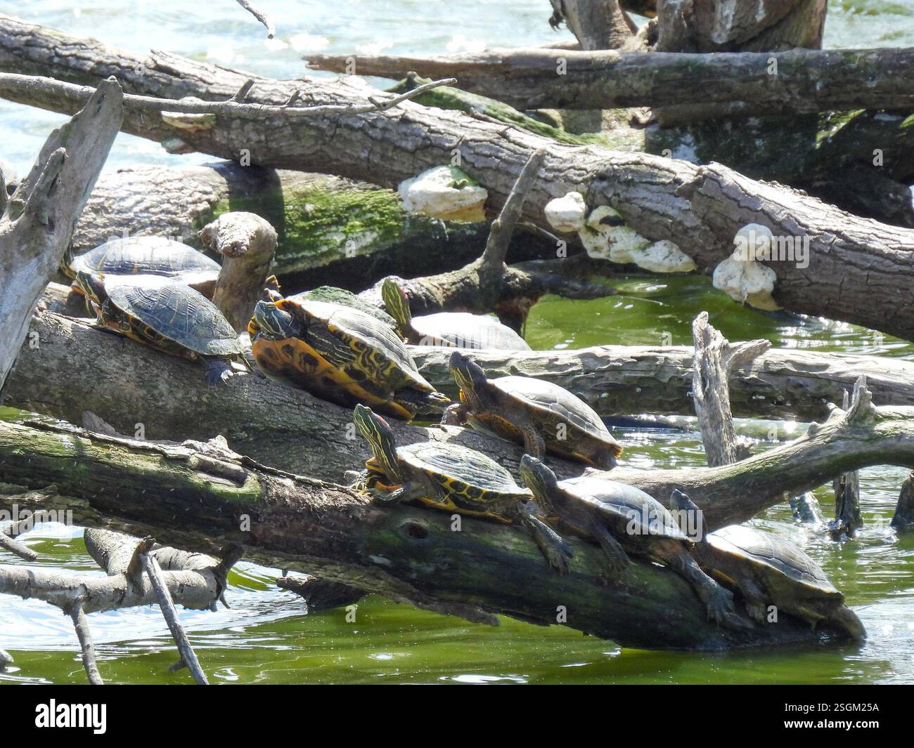 Red Eared Slider Trachemys Scripta Elegans Reptilia Trail At John