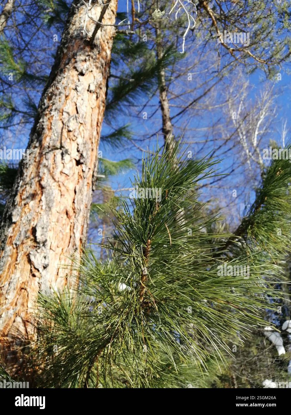 Siberian pine (Pinus sibirica), Plantae, Иркутская обл., Россия, 665490 ...