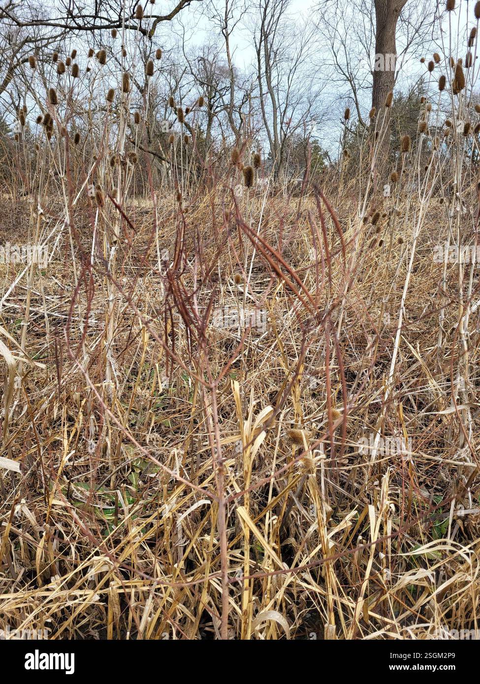 hemp dogbane (Apocynum cannabinum), Plantae, Dupage County, IL, USA ...