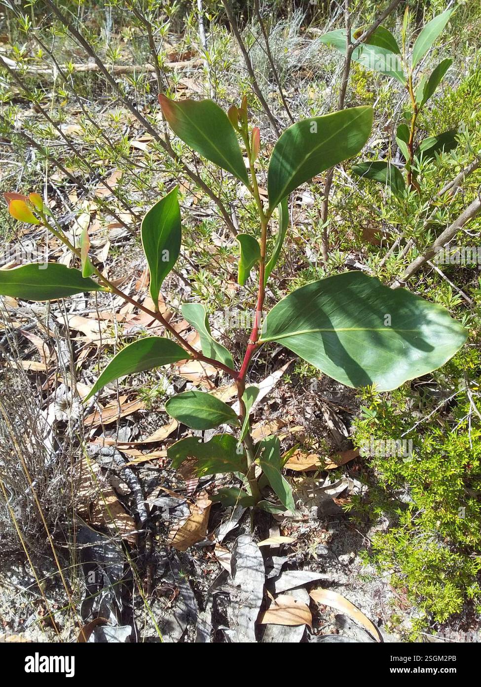 Golden Wattle (Acacia pycnantha), Plantae, Kuitpo SA 5201, Australia ...