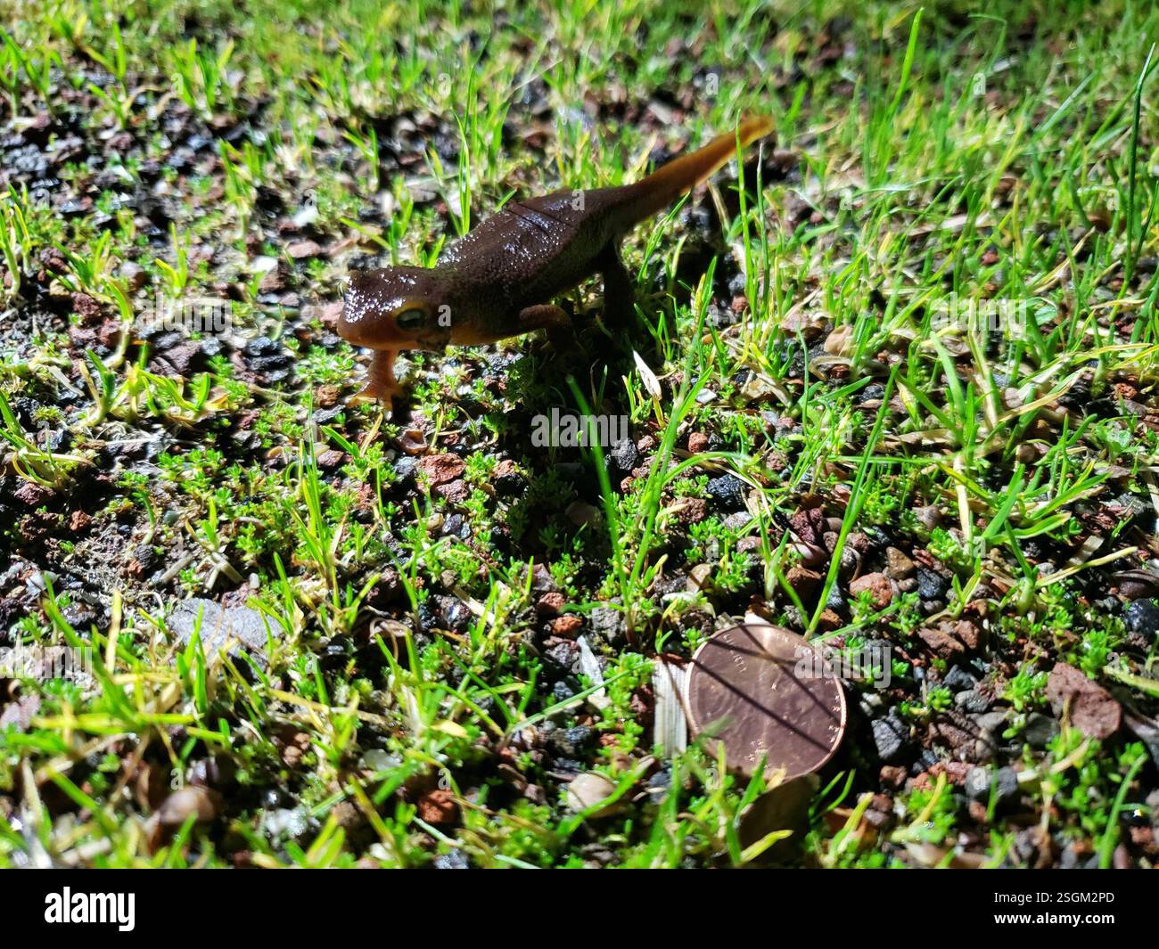 California Newt (Taricha torosa), Amphibia, Marin County, US-CA, US ...