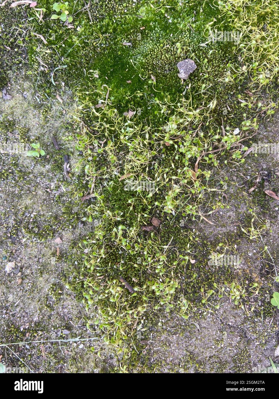 Bonfire moss (Funaria hygrometrica), Plantae, Los Angeles County, US-CA ...