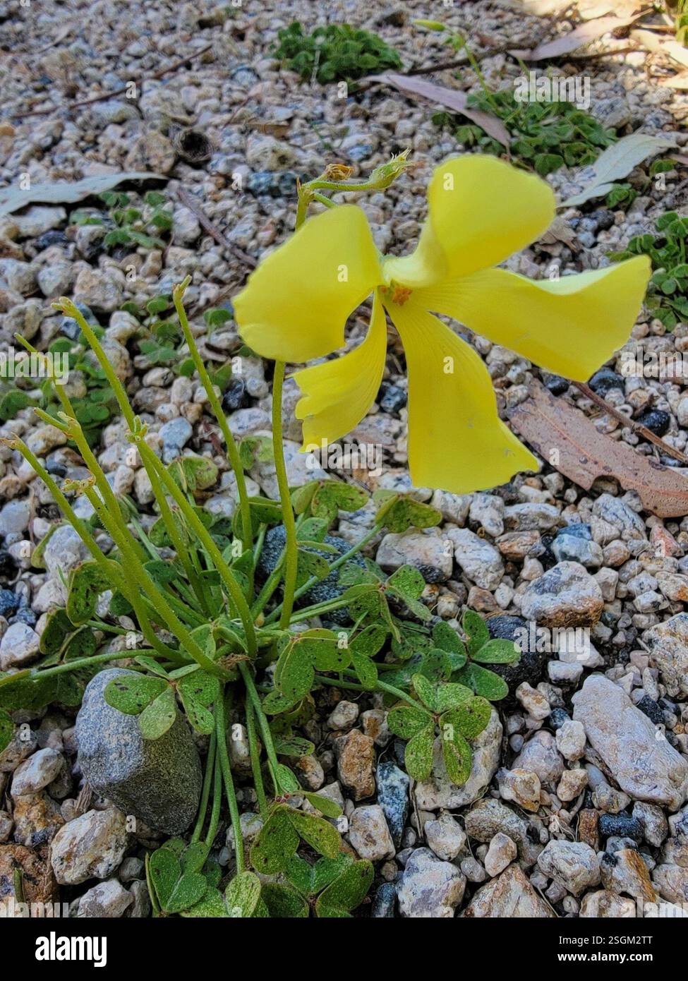 Bermuda buttercup (Oxalis pes-caprae), Plantae, Carmel-By-The-Sea, CA ...