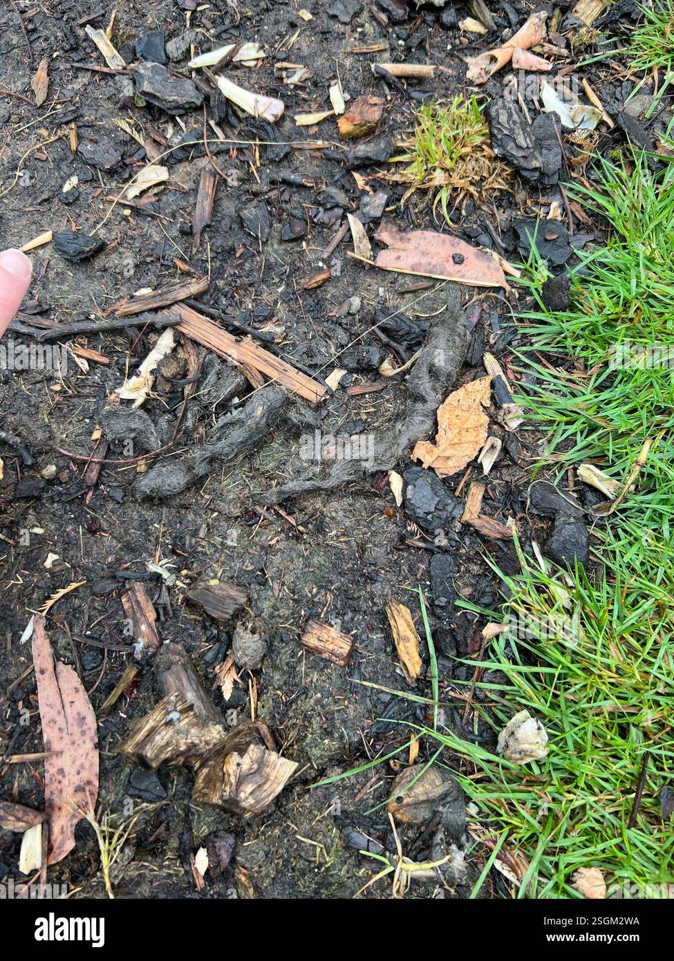 Tasmanian Devil (Sarcophilus harrisii), Mammalia, Tasmania, AU, Scat ...