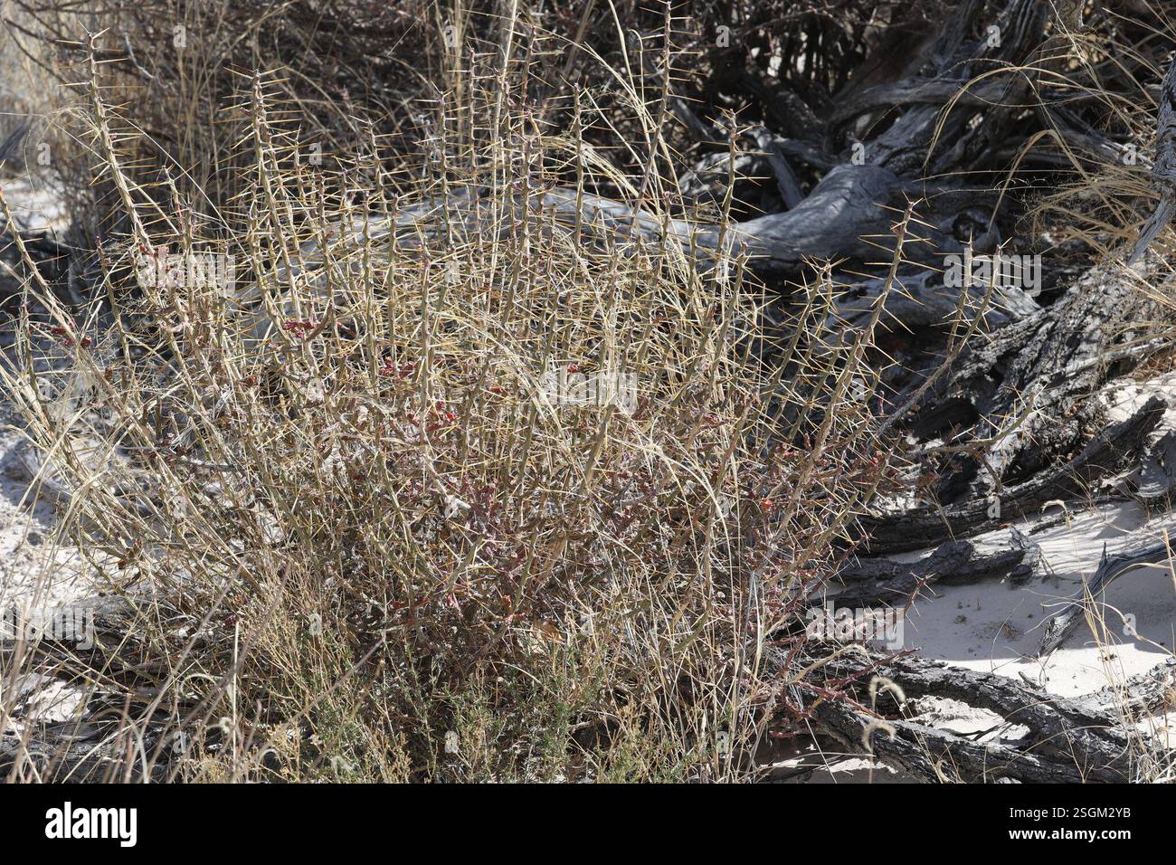 Christmas cholla (Cylindropuntia leptocaulis), Plantae, Otero County ...