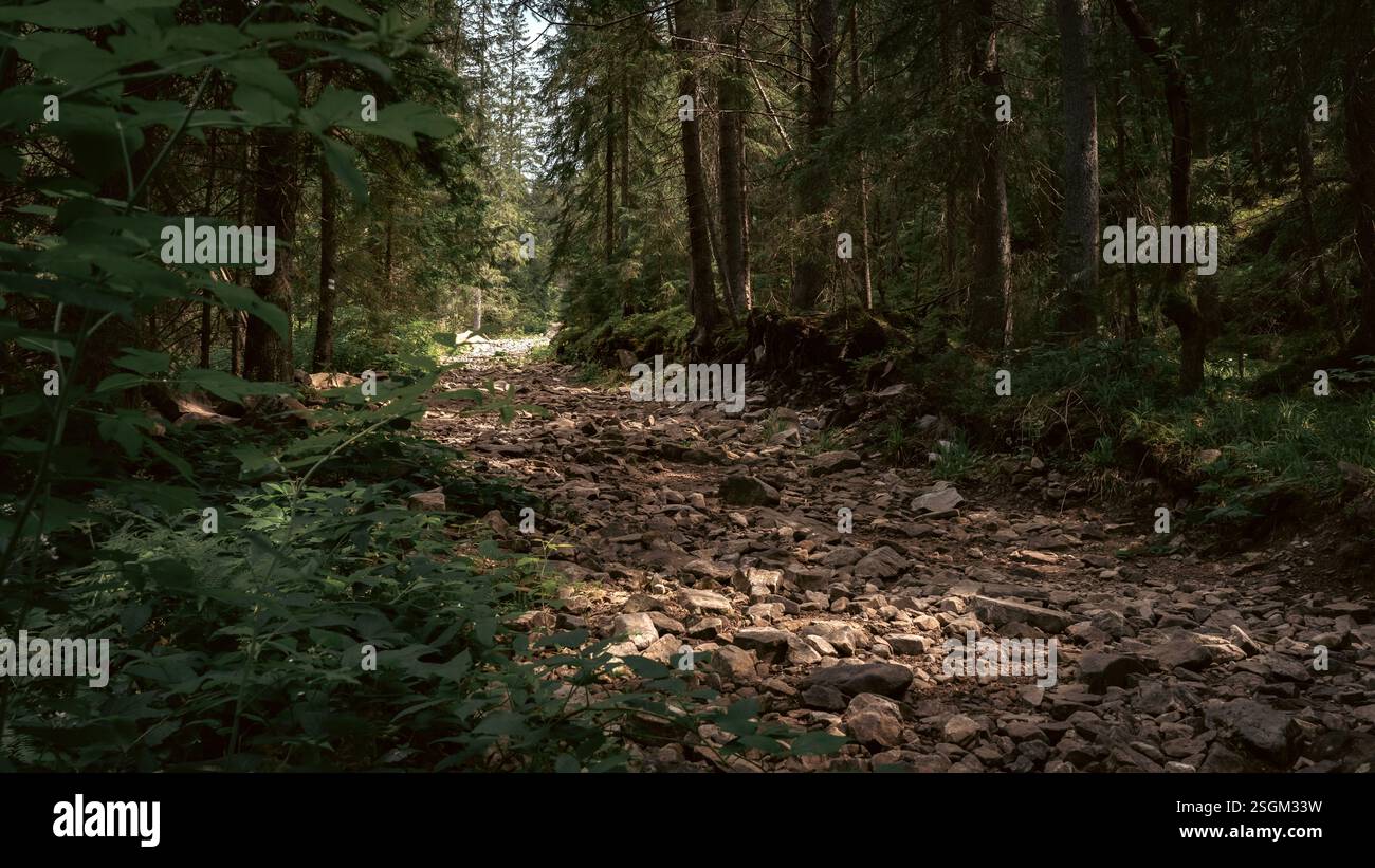 The forest opens slightly as sunlight creates a natural spotlight in ...