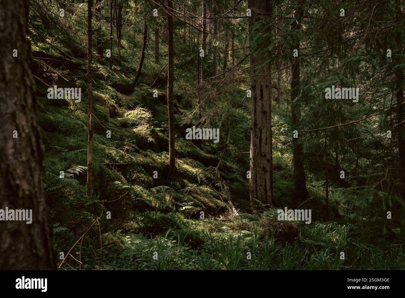 The forest opens slightly as sunlight creates a natural spotlight in ...
