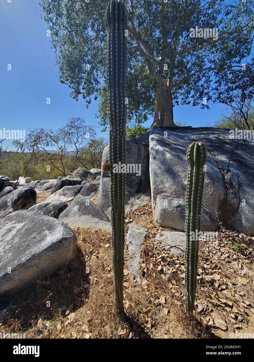 Indian Comb (Pachycereus pecten-aboriginum), Plantae, La Venta Stock ...