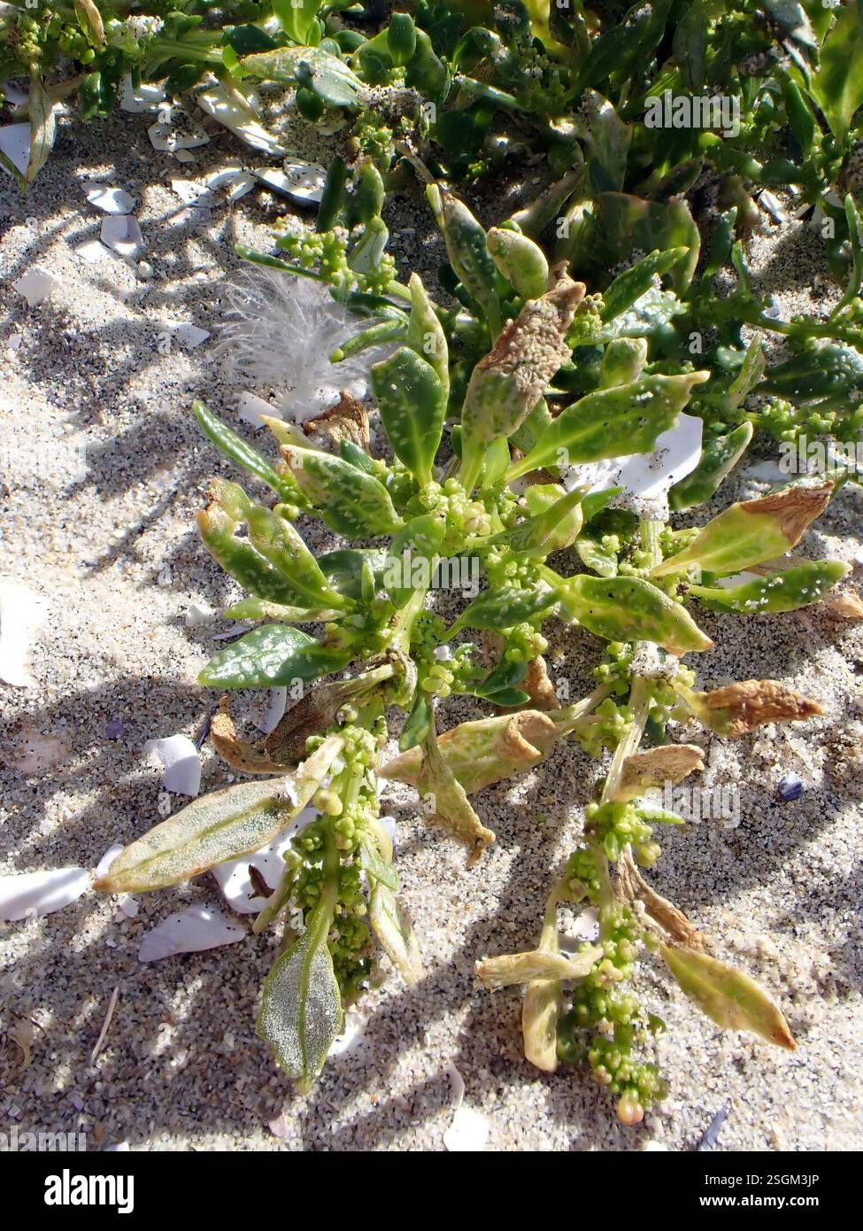 (Oxybasis ambigua), Plantae, Chatham Islands, Rekohu (Chatham Island ...