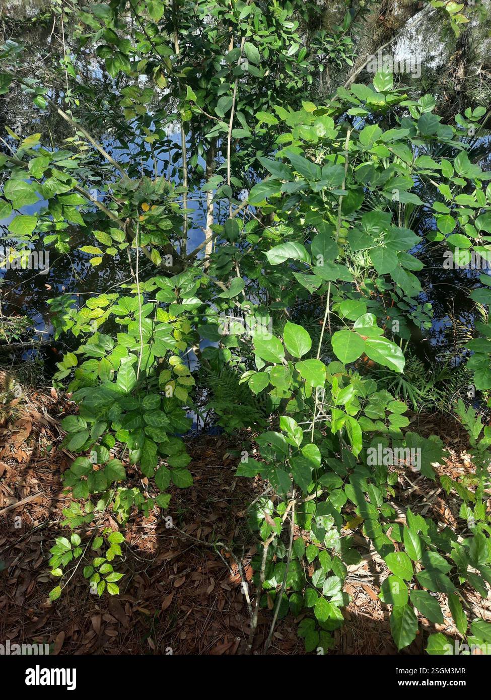 Indian beech tree (Millettia pinnata), Plantae, Stuart, FL 34997, USA ...