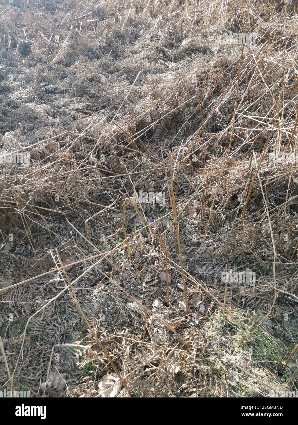 common bracken (Pteridium aquilinum), Plantae, Causey Arch Country Park ...