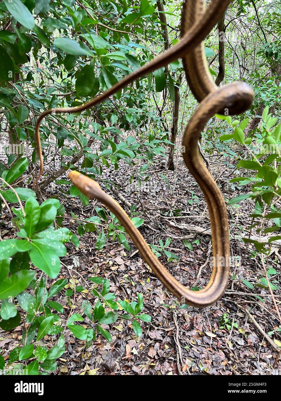 Eastern Ratsnake (Pantherophis alleghaniensis), Reptilia, Dagny Johnson ...