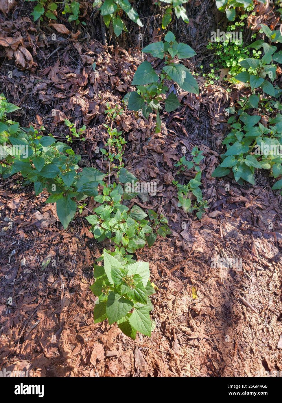 Crofton Weed (Ageratina adenophora), Plantae, Big Sur, CA 93920, USA ...