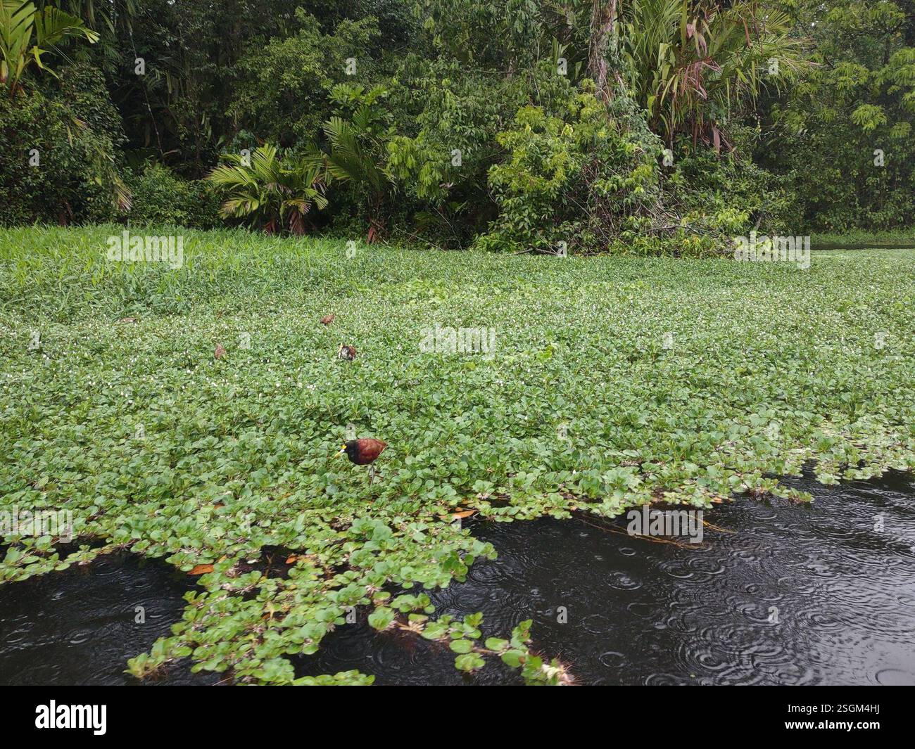Northern Jacana (Jacana spinosa), Aves, Colorado, Limón, Pococí, Costa ...