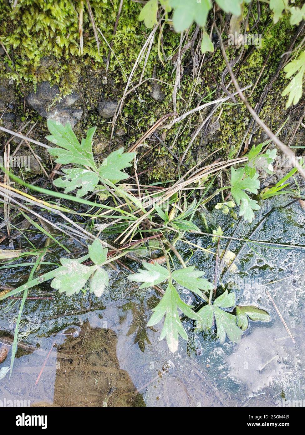 California buttercup (Ranunculus californicus), Plantae, Mill Valley ...