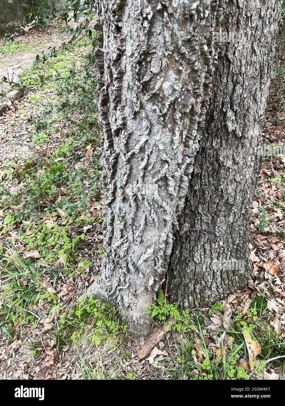 sugar hackberry (Celtis laevigata), Plantae, Fairfield Lake State Park ...