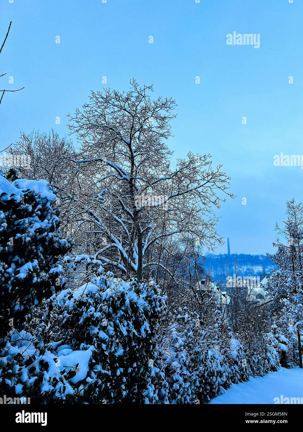 Snowing in the tree when winter season Stock Photo - Alamy