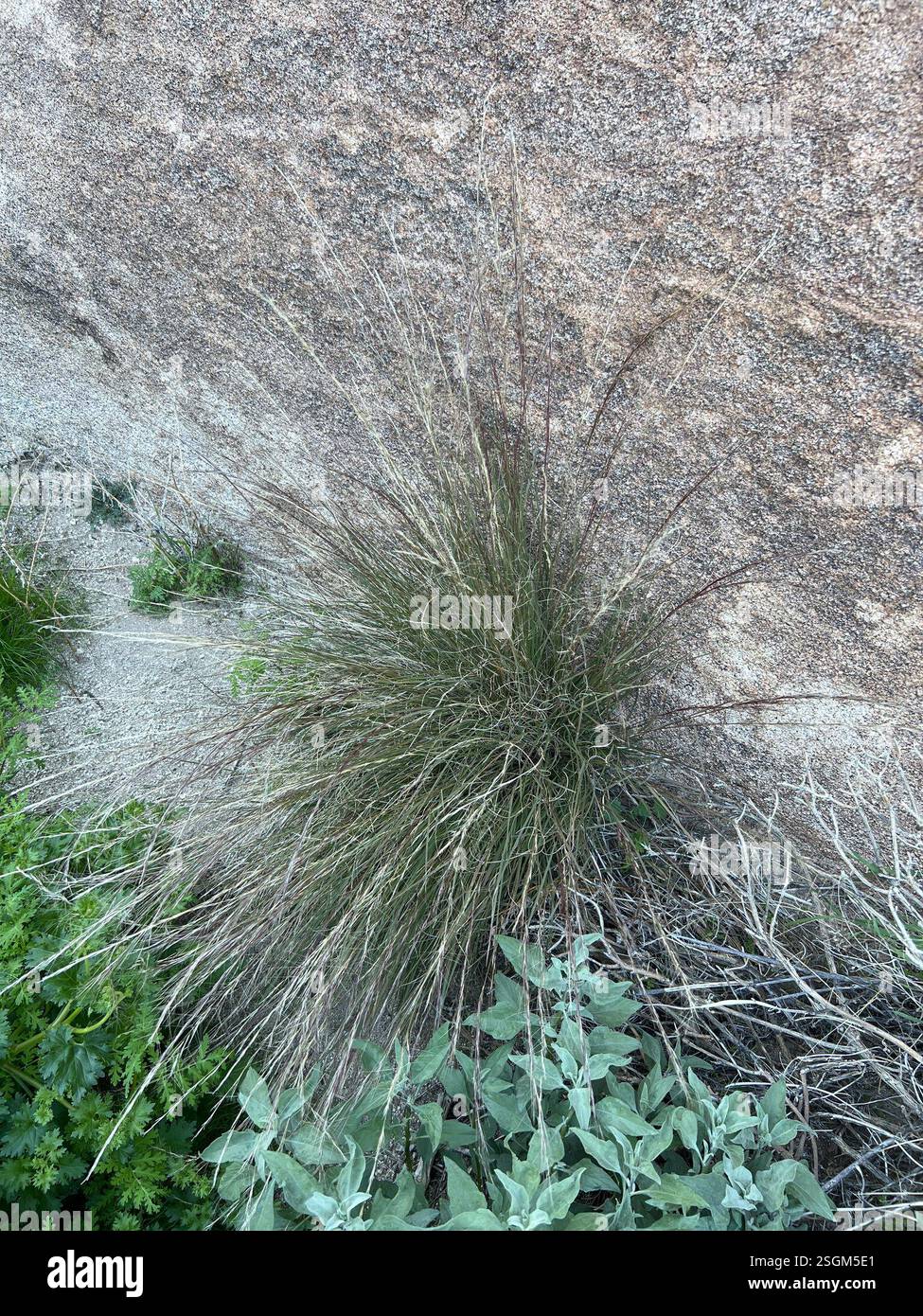 Purple Threeawn (Aristida purpurea), Plantae, Anza-Borrego Desert State ...