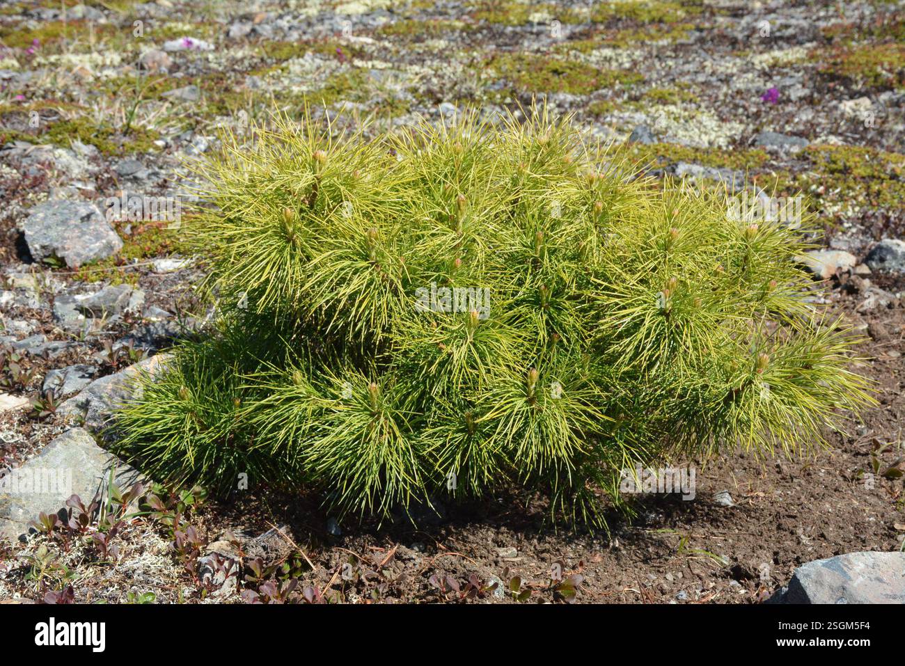 dwarf Siberian pine (Pinus pumila), Plantae, Провиденский р-н ...