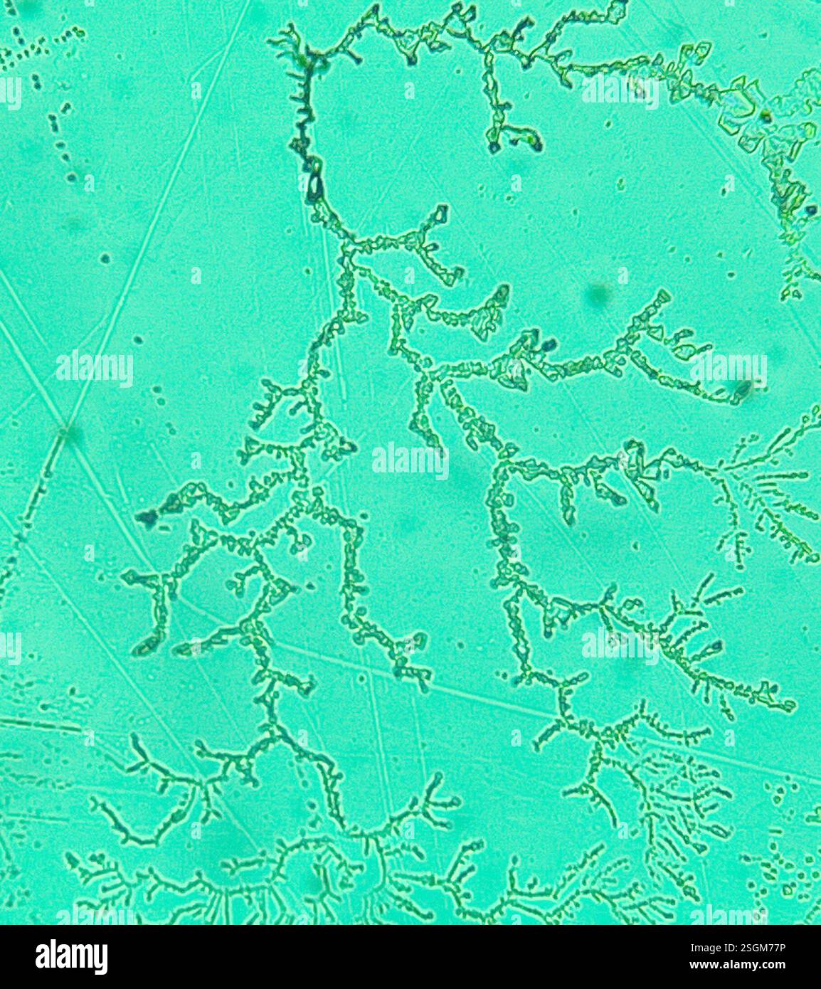 bacteria (Bacteria), , , From a batch of compost tea using decomposed ...