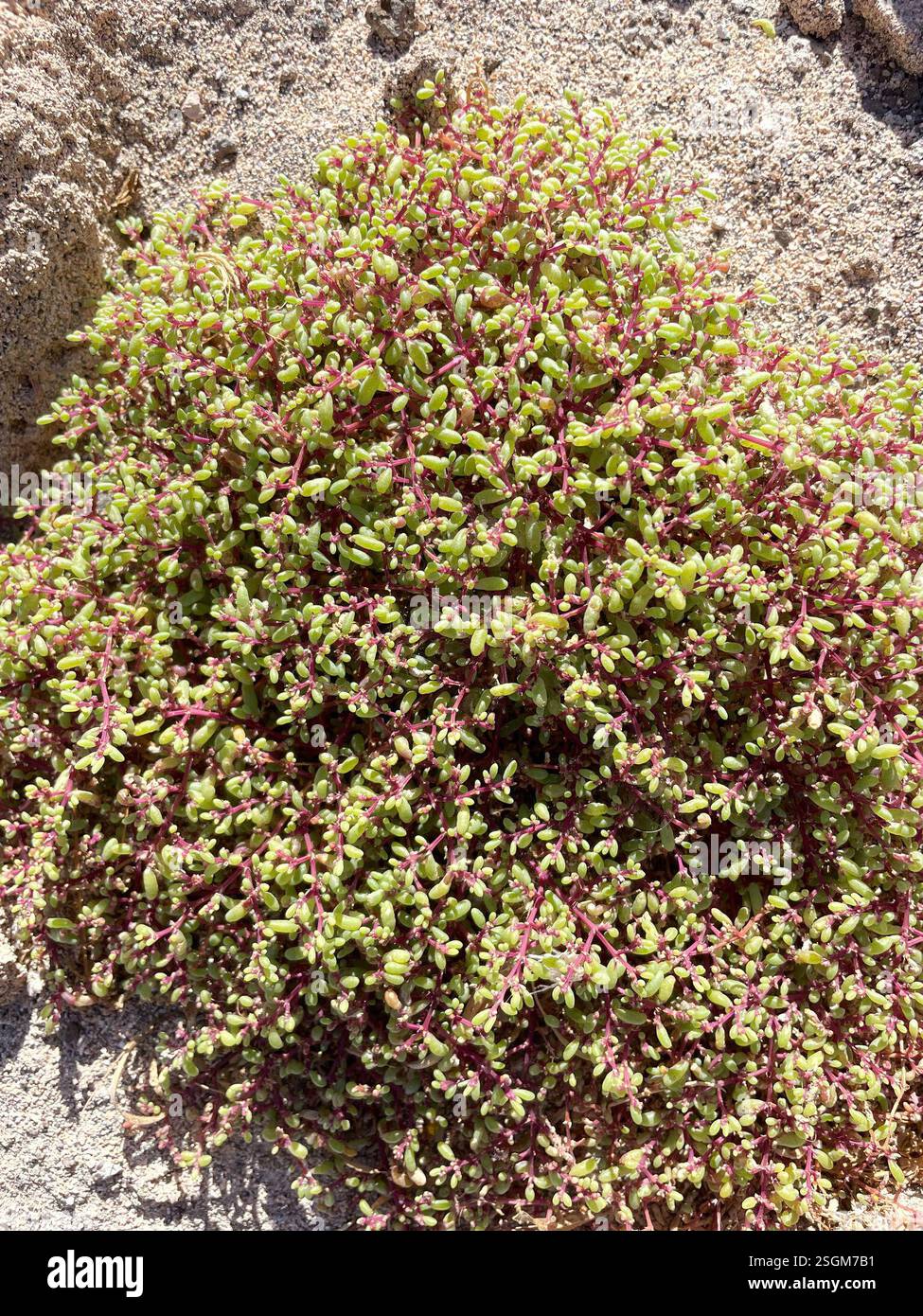 simple-leaved bean caper (Tetraena simplex), Plantae, São Vicente, Cape ...