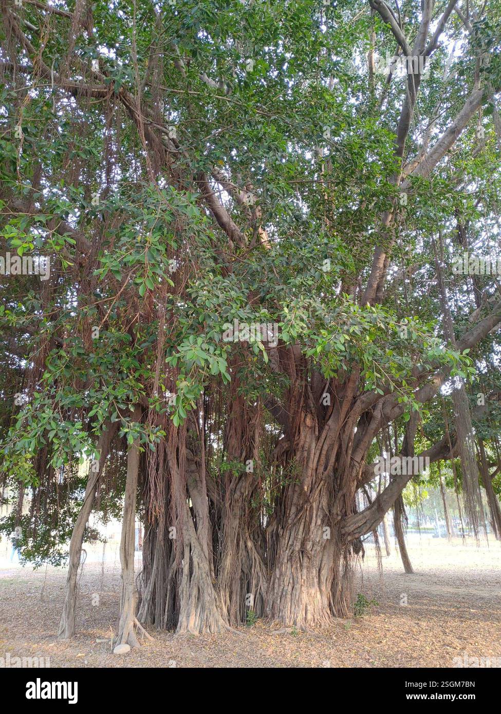 Chinese banyan (Ficus microcarpa), Plantae, J89R+33, Fengshan District ...