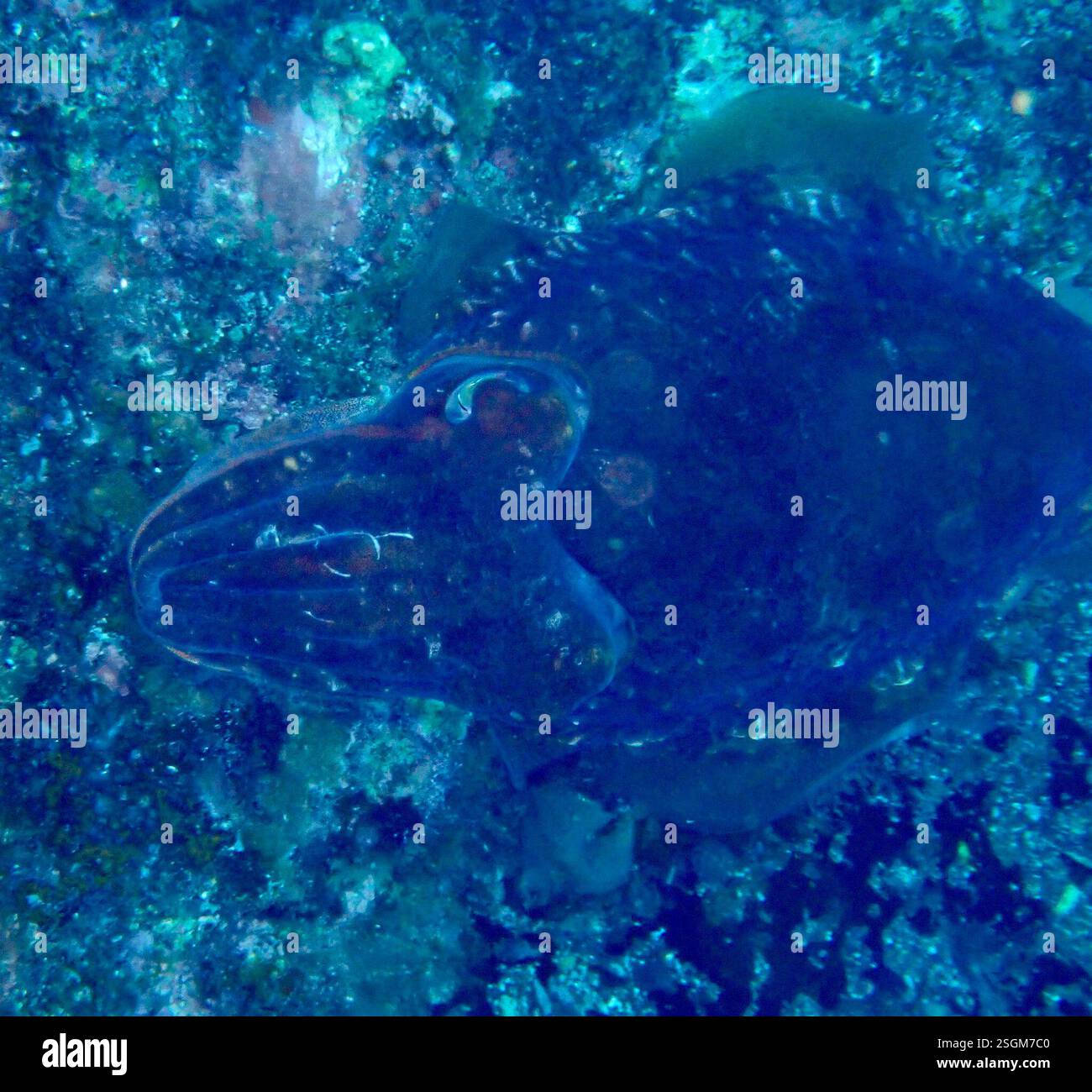 Giant African Cuttlefish (Sepia hierredda), Mollusca, São Vicente, Cape ...