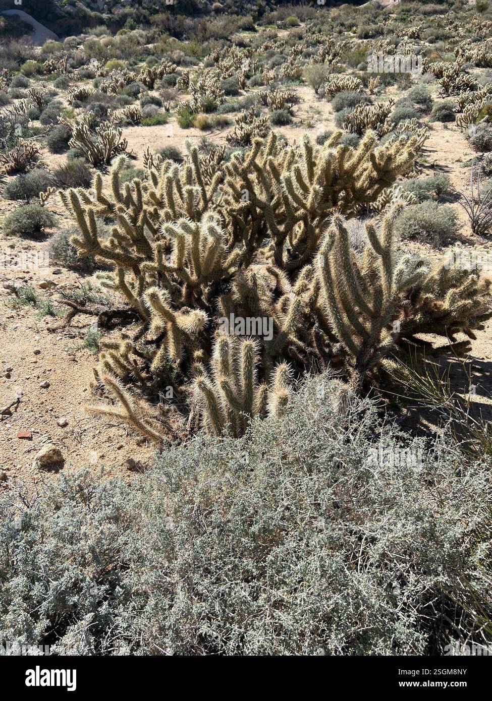 Wolf's cholla (Cylindropuntia wolfii), Plantae, United States Stock ...