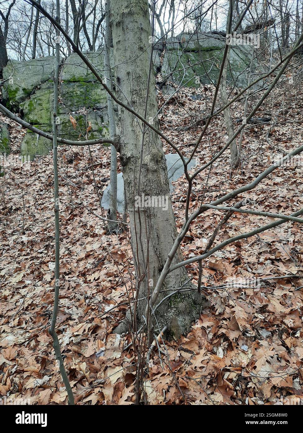 red maple (Acer rubrum), Plantae, The Bronx, NY 10458, USA, Thin leaf ...