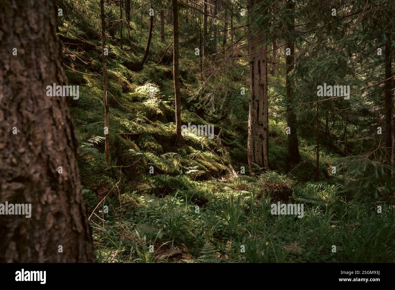 The forest opens slightly as sunlight creates a natural spotlight in ...