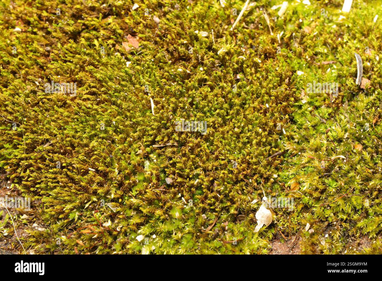 (Pottiaceae), Plantae, Sefton Park, Mossley Hill Drive, Mossley Hill ...