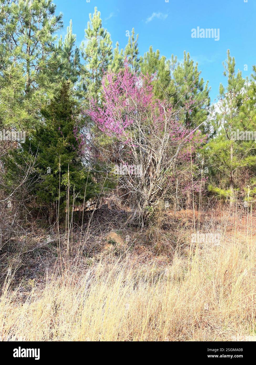 eastern redbud (Cercis canadensis), Plantae, Ridge Path Rd, Polkton, NC ...